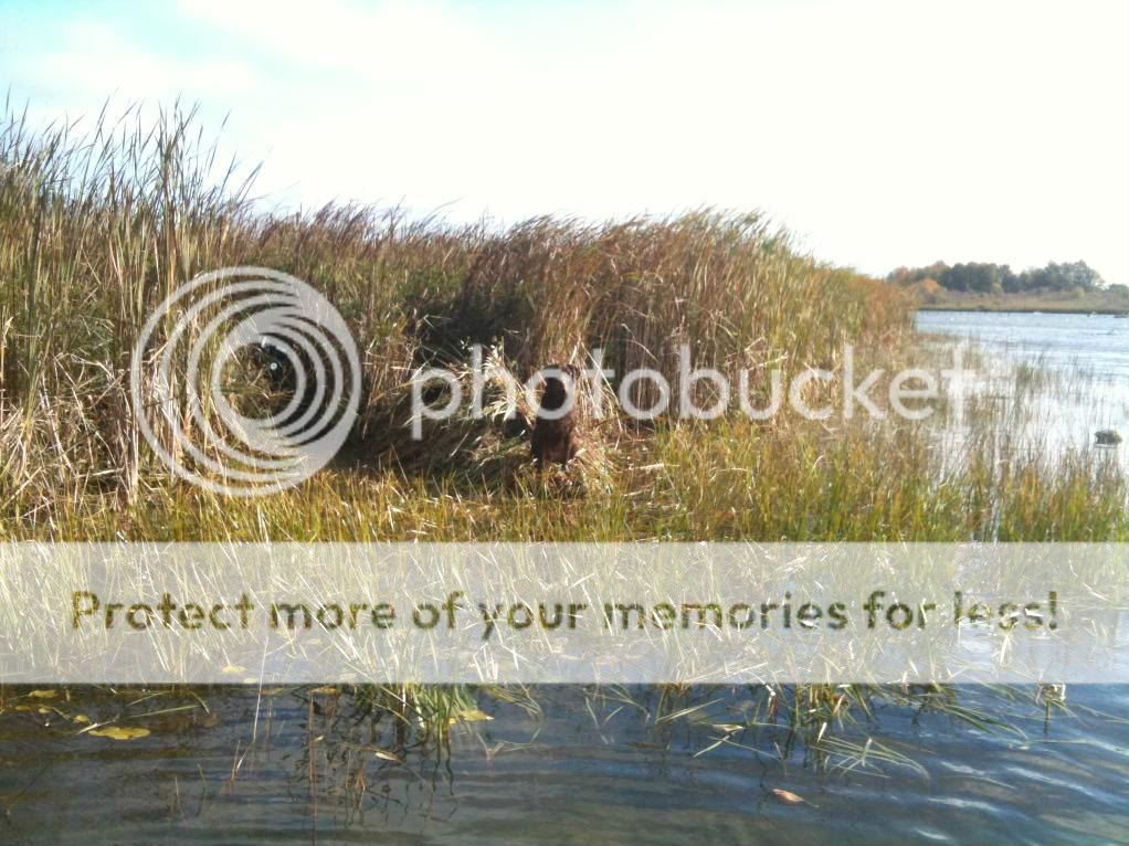 Momarsh Fatboy DP & StumpJumper Long Tail (Toronto, Ontario) | Duck ...