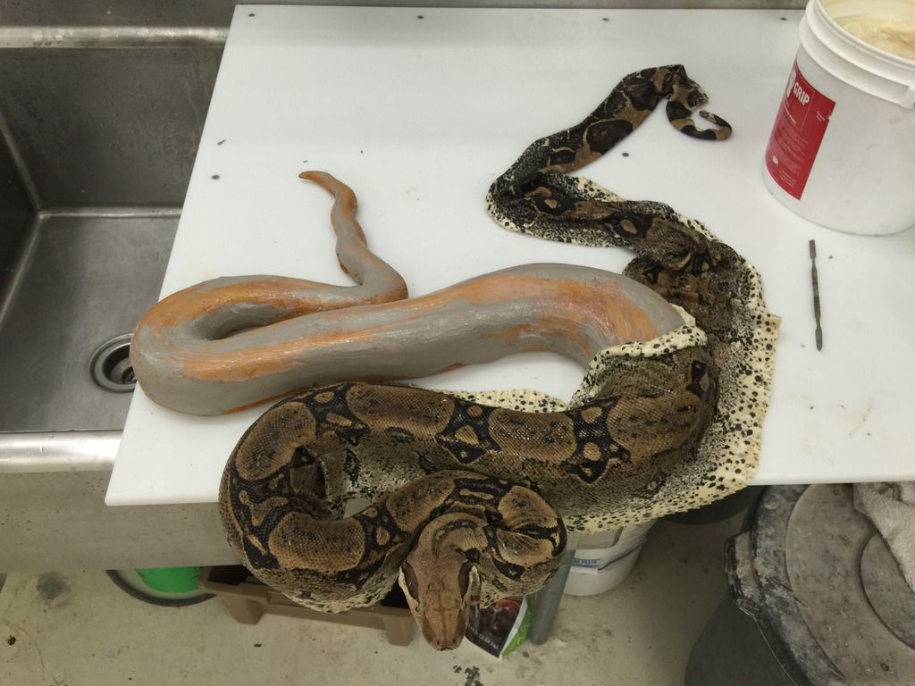 Red tailed Boa Mount | Taxidermy.net Forum