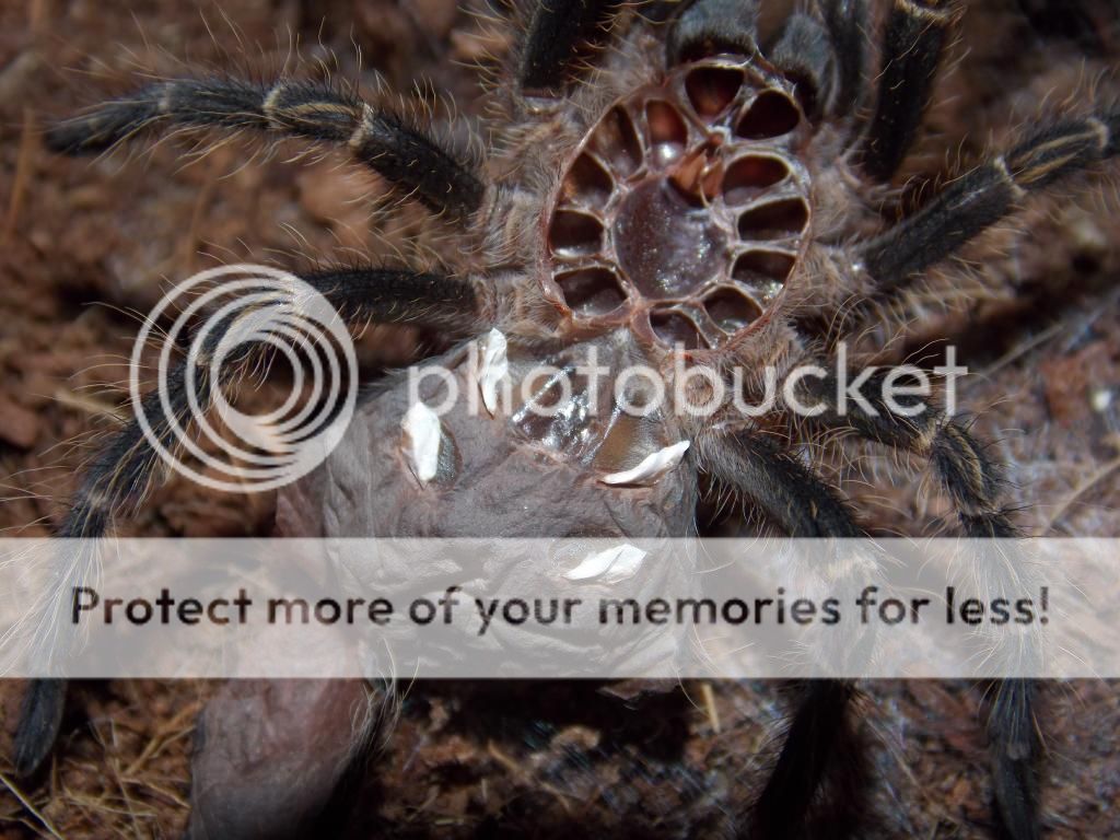 Male Or Female - G.pulchripes | Reptile Forums