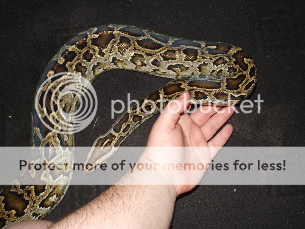 My new dwarf Burmese Python | Reptile Forums